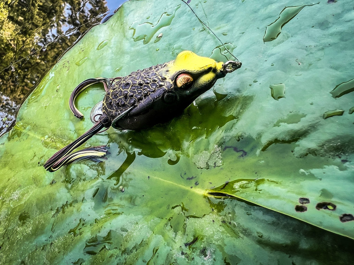 Why Frog Baits Work So Well for Bass – FishLab